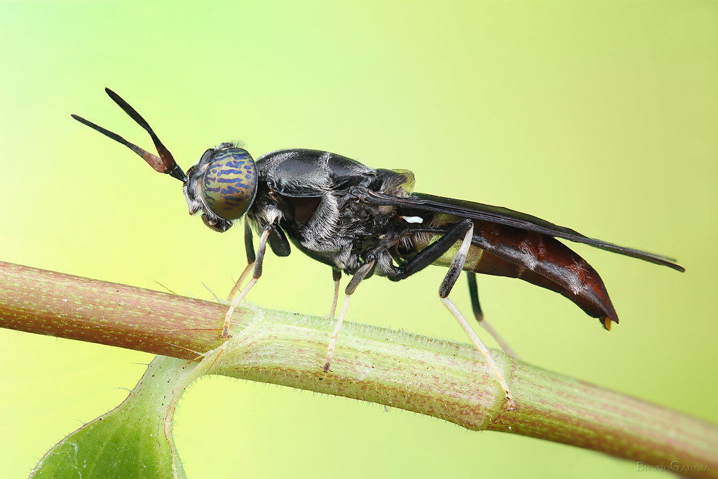 Há uma mosca que pode acabar com a fome (e ajudar a salvar o planeta)