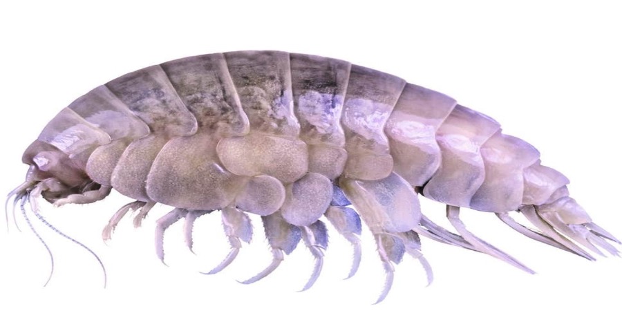 Eurythenes plasticus: esta nova espécie dos Oceanos foi descoberta já com plástico no interior