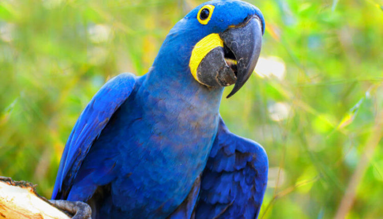 Ararinha-azul: Como uma das aves mais raras luta pela sobrevivência