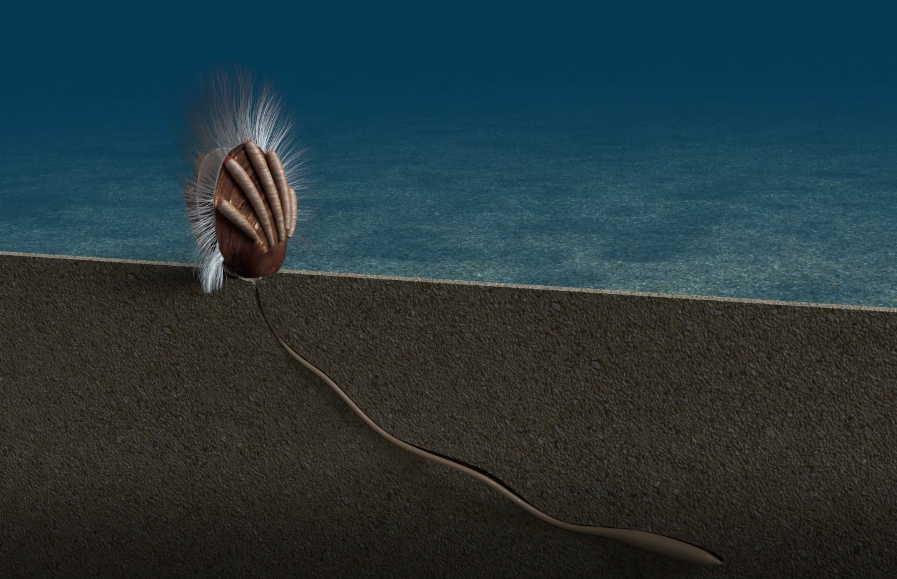 A mais antiga relação de parasitismo tem mais de 500 milhões de anos