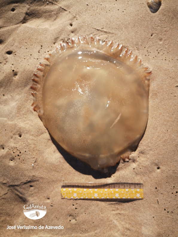 Catostylus tagi (Água-viva)