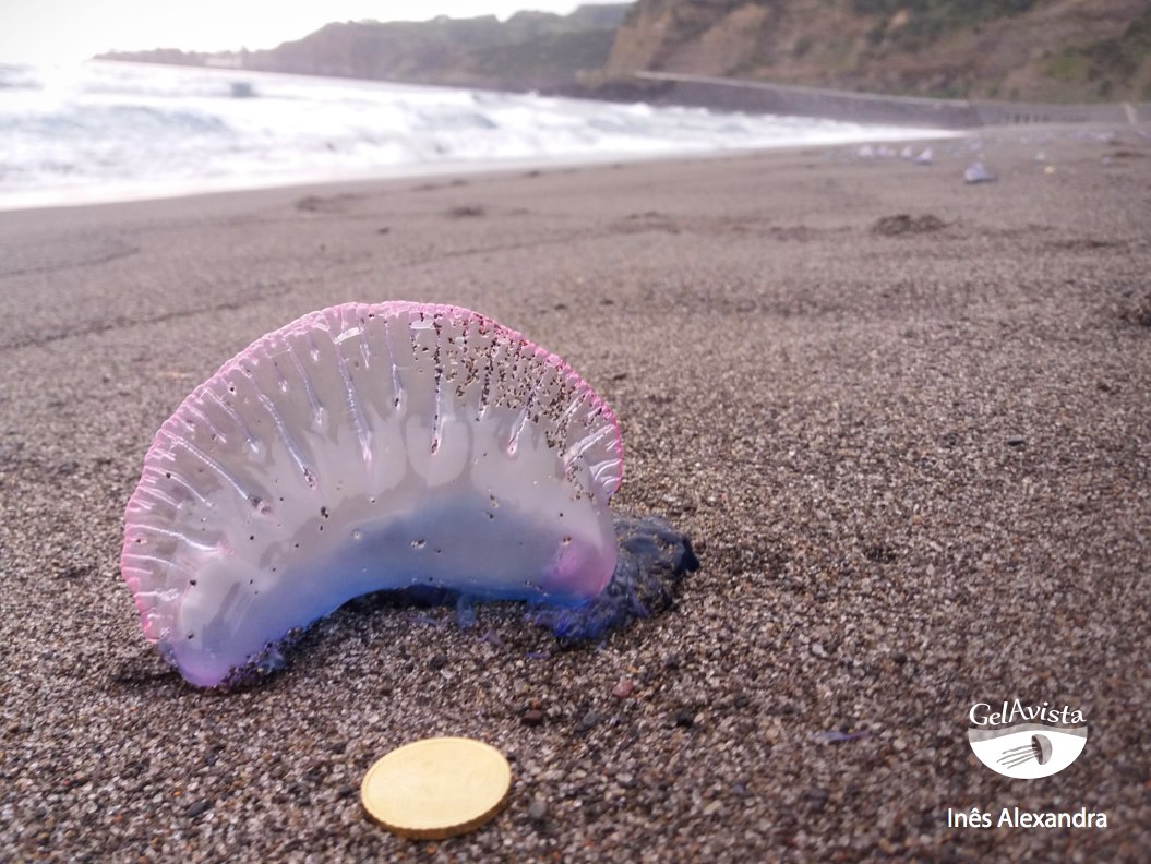 Physalia physalis (#CaravelaPortuguesa)