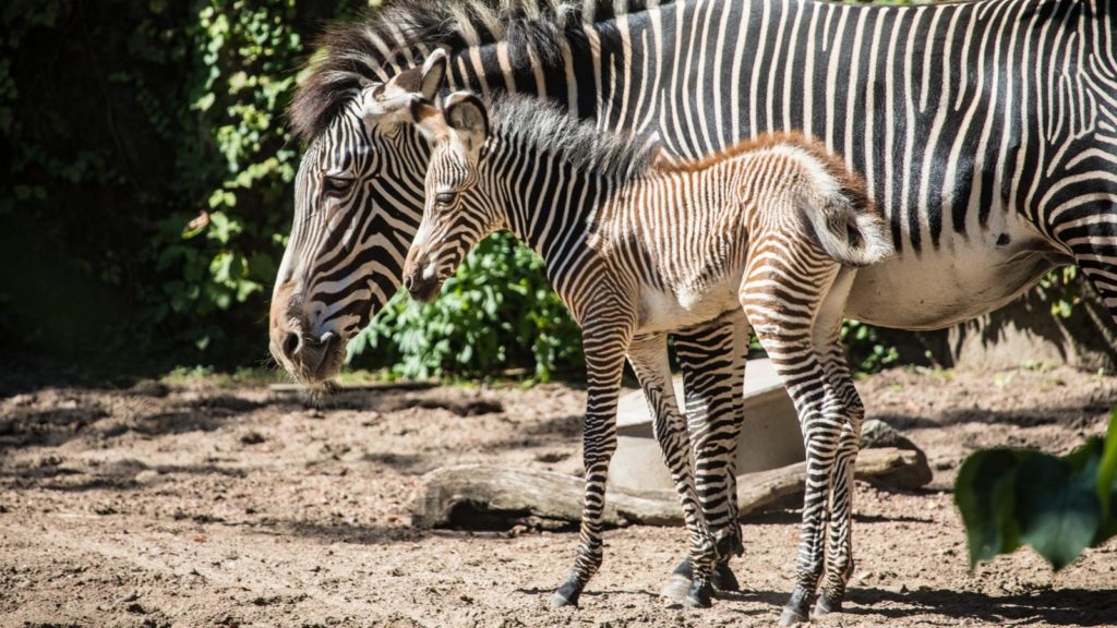 Nasceram quatro novas zebras-de-grevy, a sub-espécie mais ameaçada do mundo