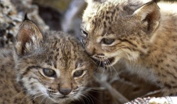 Lince-Ibérico: o felino mais ameaçado do mundo