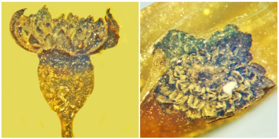 Descoberta nova espécie e género de flor que viveu há 100 milhões de anos
