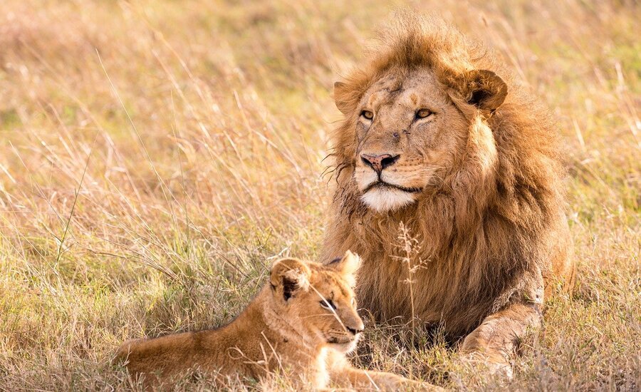 The New Big 5: este são os animais embaixadores da vida selvagem The New Big 5: este são os animais embaixadores da vida selvagem