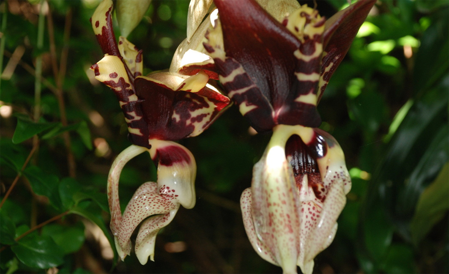 Orquídea muito rara floresceu no jardim botânico de Málaga