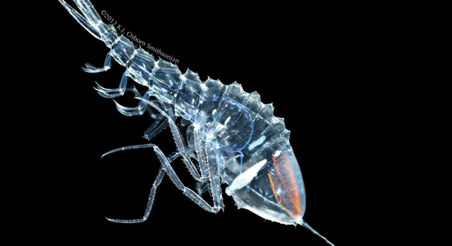 Descoberto nas profundezas do mar: O incrível crustáceo transparente de ...