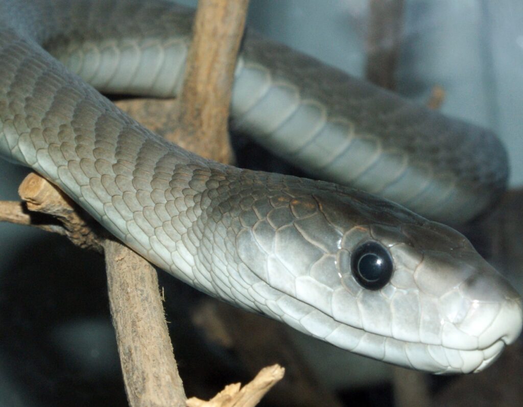 Estes são os animais mais perigosos do mundo