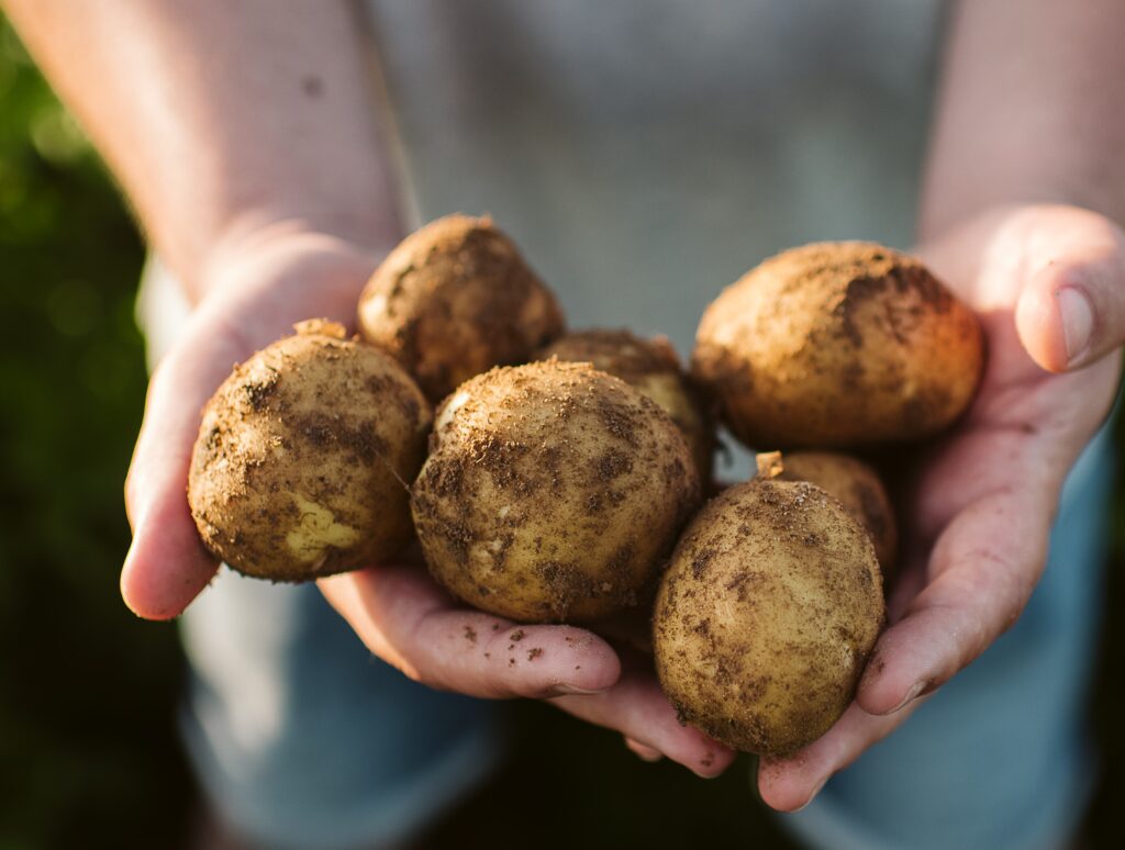 PepsiCo adquire mais de 33 mil toneladas de batata de cultivos ...