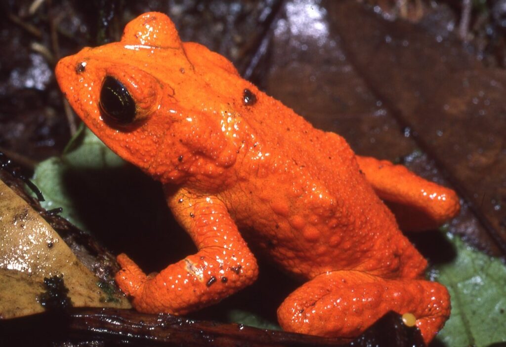 Como a as alterações climáticas mataram o sapo-dourado