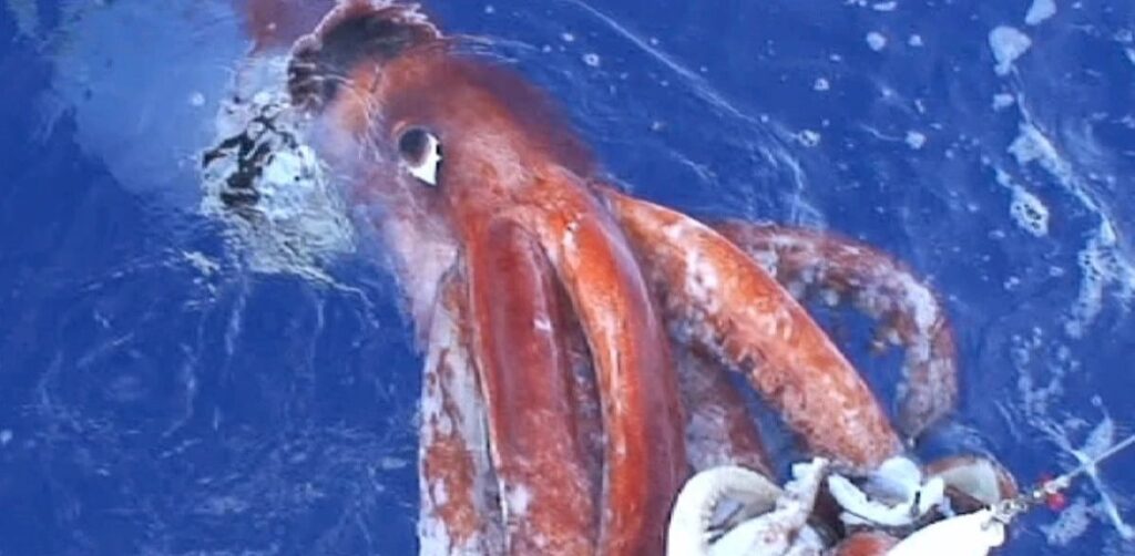 Tudo o que precisa de saber sobre a lula-gigante