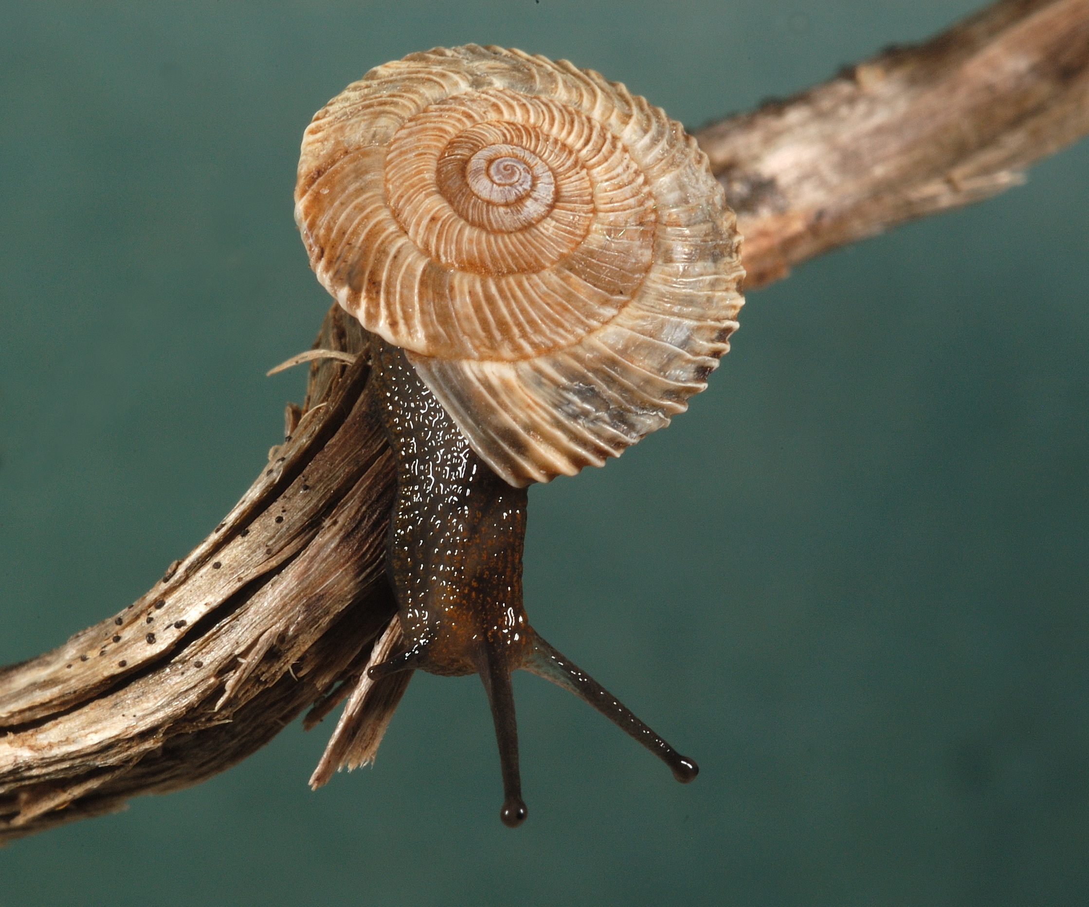 Apresentado amanhã o primeiro Livro Vermelho dos Invertebrados de ...