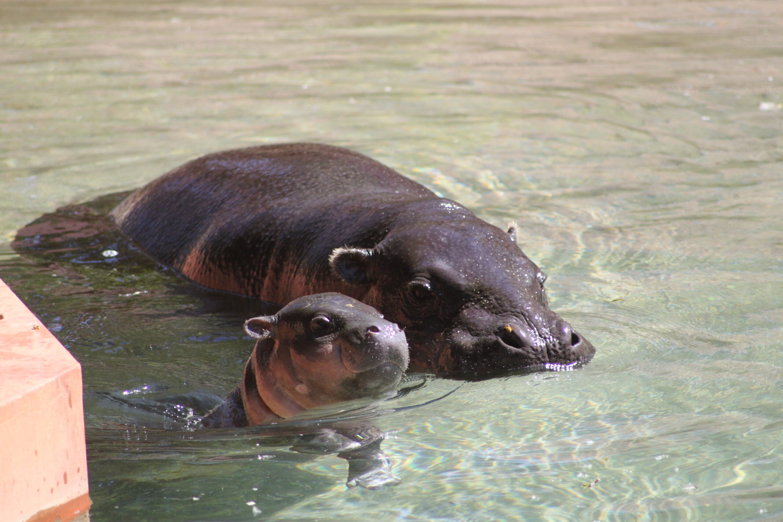 Entrevista a Teresa Guedes: "Longe vai o tempo em que os parques ...