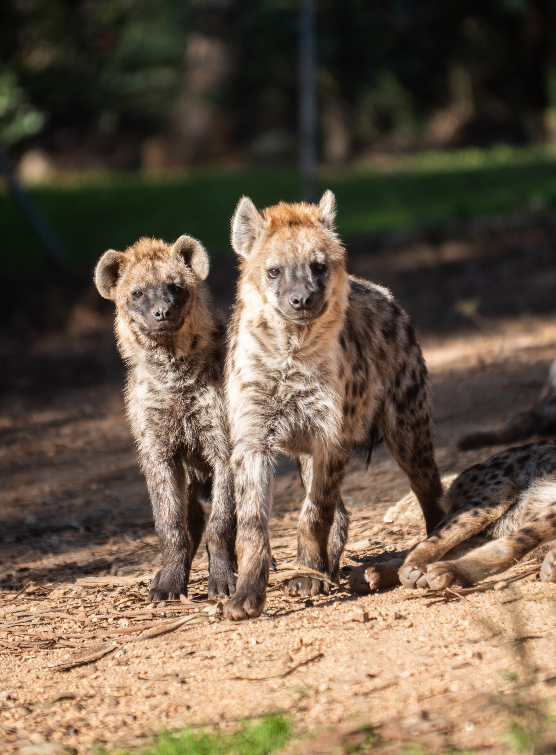 Entrevista a Teresa Guedes: "Longe vai o tempo em que os parques ...