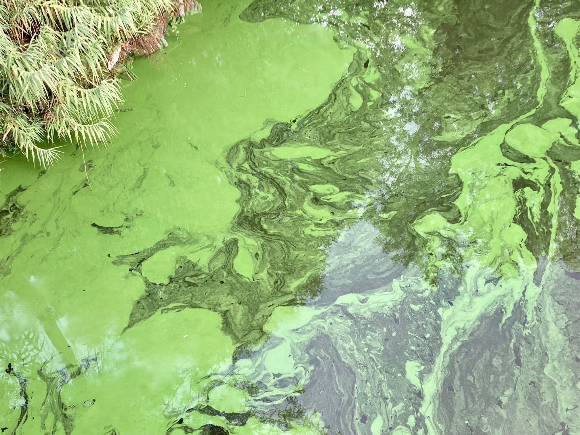 Quercus alerta para proliferação anómala de microalgas no rio Tejo