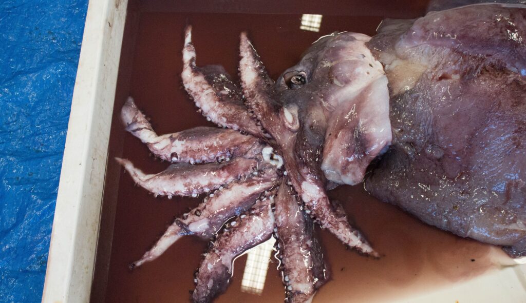 Lula-luminescente-de-mar-profundo revela os seus segredos para uma ...