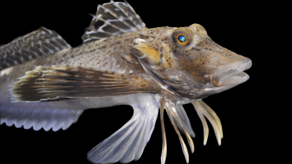 Estes peixes usam as suas pernas para saborear o fundo do mar