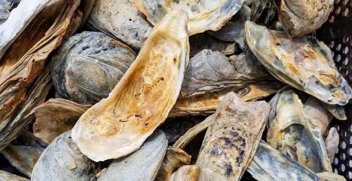 Estudo destaca os êxitos dos esforços de restauração de ostras na Virgínia