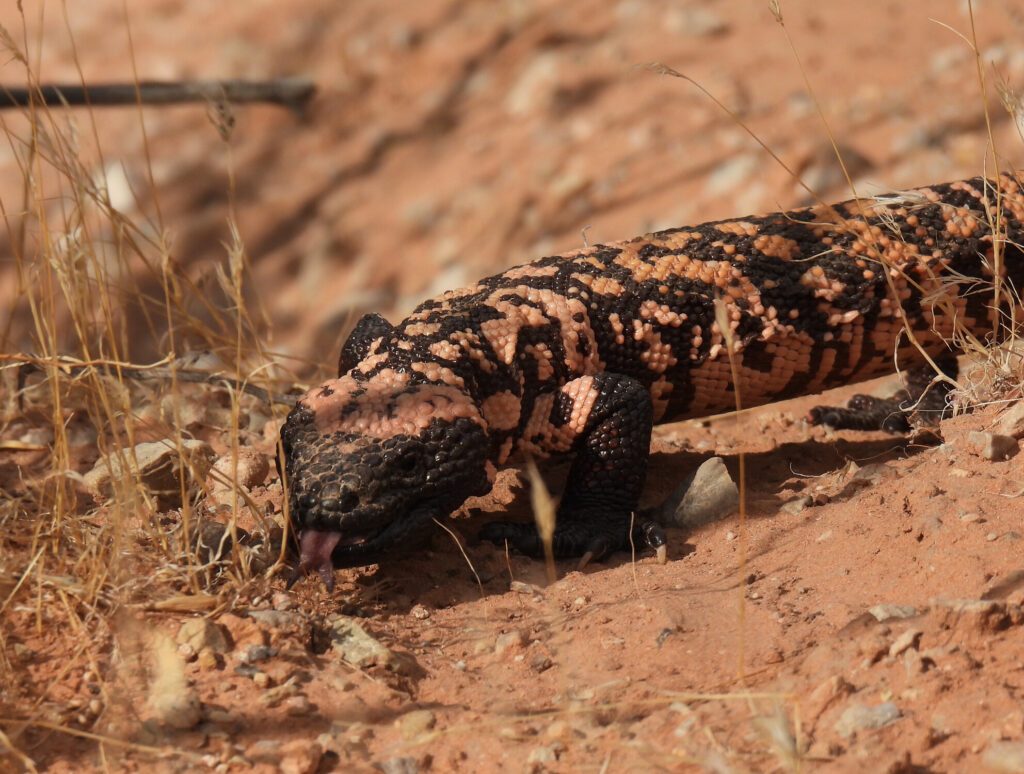 Monstros-de-gila podem vir a sofrer redução de habitat num planeta cada ...