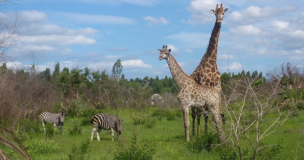 Parque Nacional de Maputo elevado a Património Mundial pela UNESCO