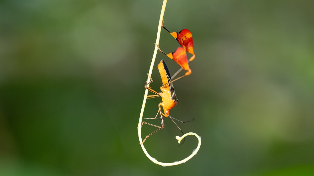 Estes insetos tropicais agitam “bandeiras” para manter os predadores ...