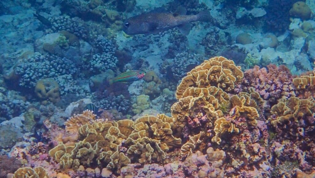 Reserva marinha D. Carlos entra em consulta pública